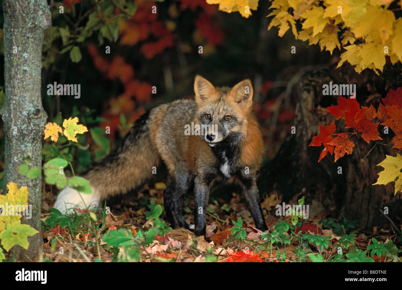 Cross Phase Red Fox Stock Photos & Cross Phase Red Fox Stock Images - Alamy