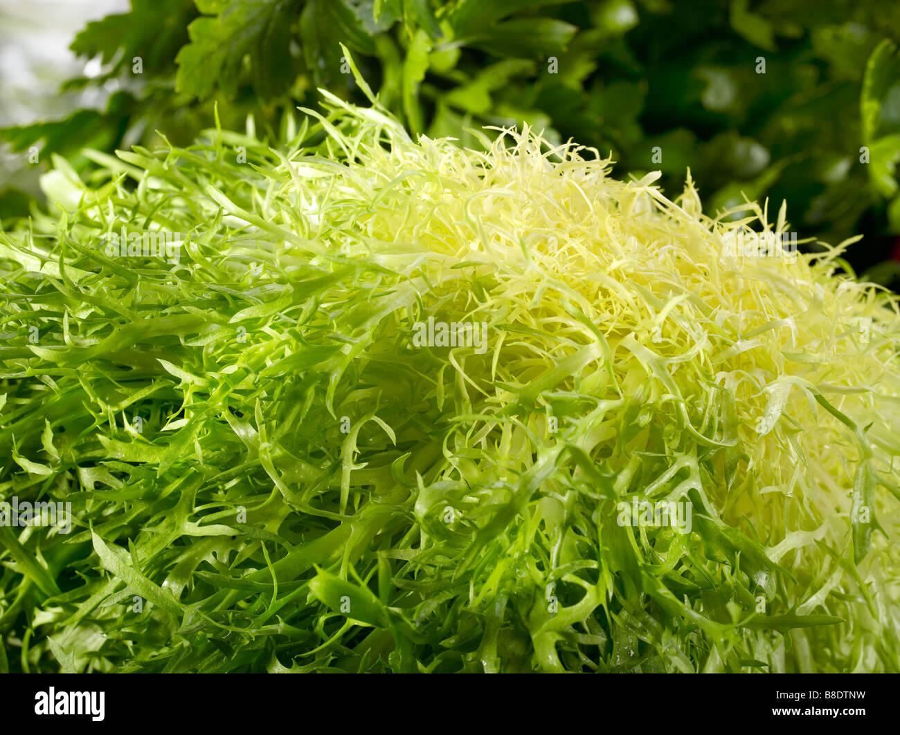 Curly endive hi-res stock photography and images - Alamy