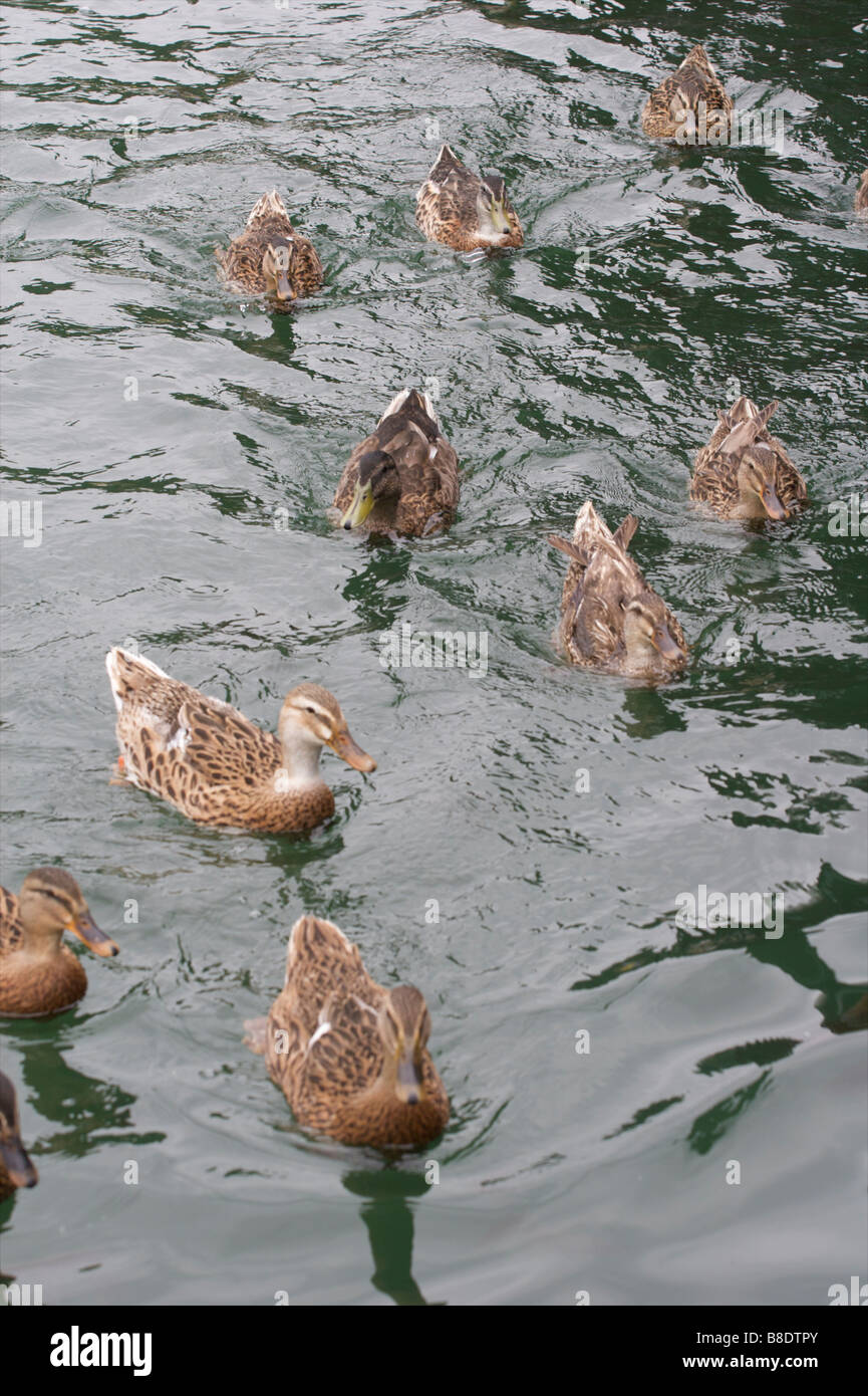 Family ducks swimming close hi-res stock photography and images - Alamy