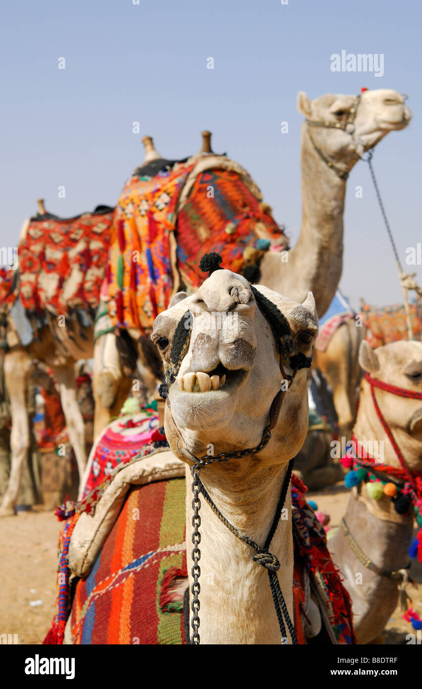Egyptian camels hi-res stock photography and images - Alamy