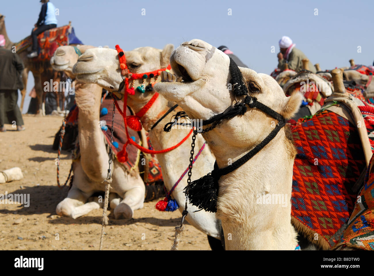 Egyptian camels hi-res stock photography and images - Alamy