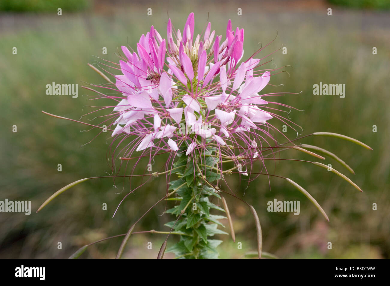 Pink flowers of spiny spiderflower, Cleome spinosa, North America, USA ...