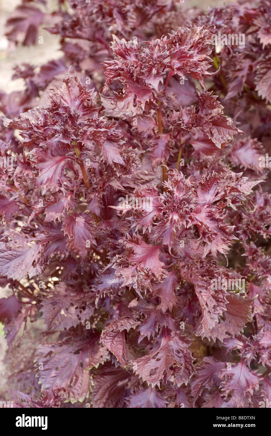 Ao Shiso, Beefsteak plant, Ji Soo, Perilla, Purple Perilla, Shiso, Wild ...