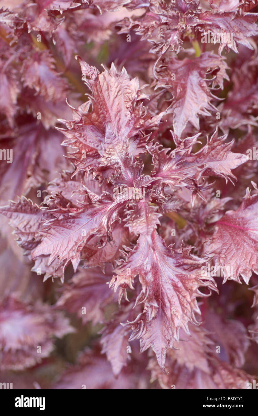 Purple leaves of Ao Shiso, Beefsteak plant, Ji Soo, Perilla, Purple ...