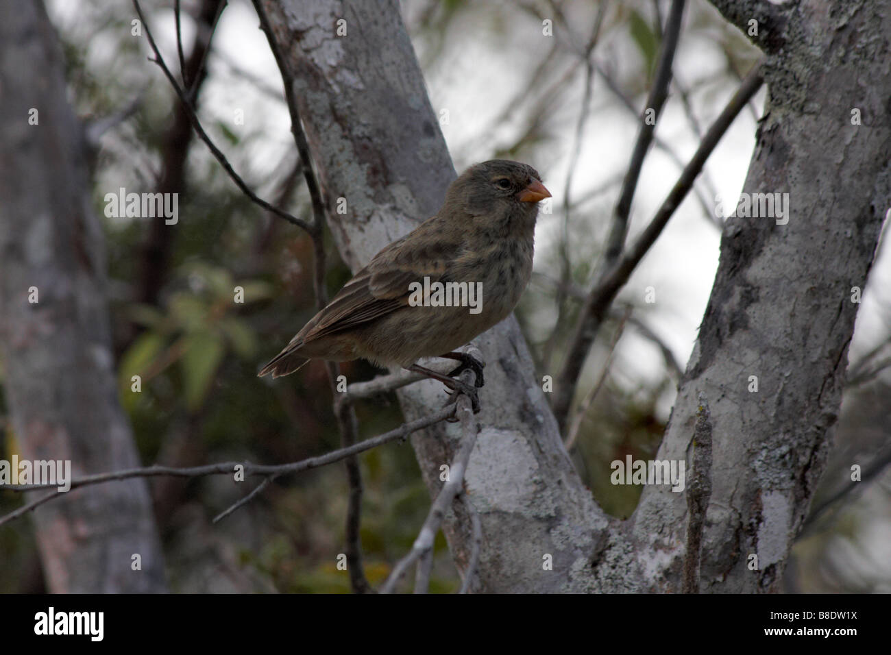 Darwin finch ecuador galapagos islands branches hi-res stock ...