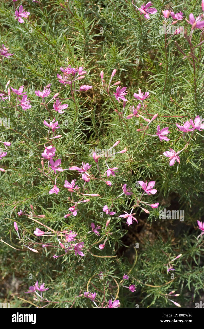 Marsh Willowherb, Chamaenerion palustre, Epilobium dodonaei. Pink ...