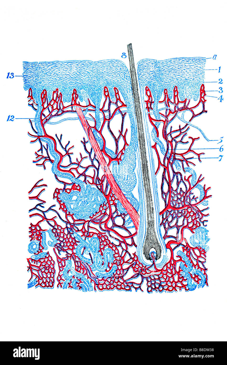 Human reproduction diagram hi-res stock photography and images - Alamy