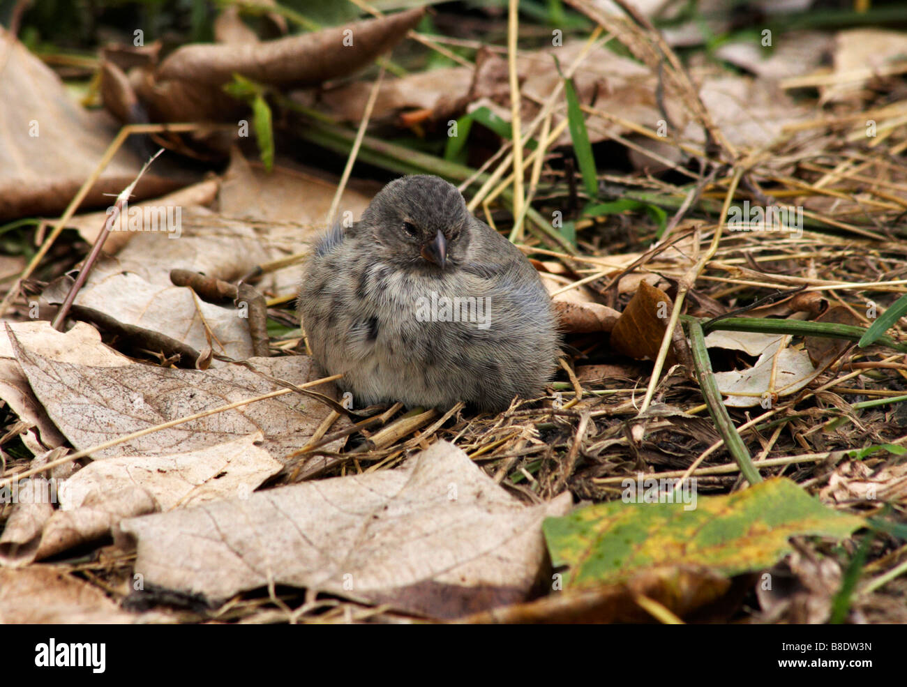 Darwin vegetarian finch, Platyspiza crassirostris, sat on ground at ...