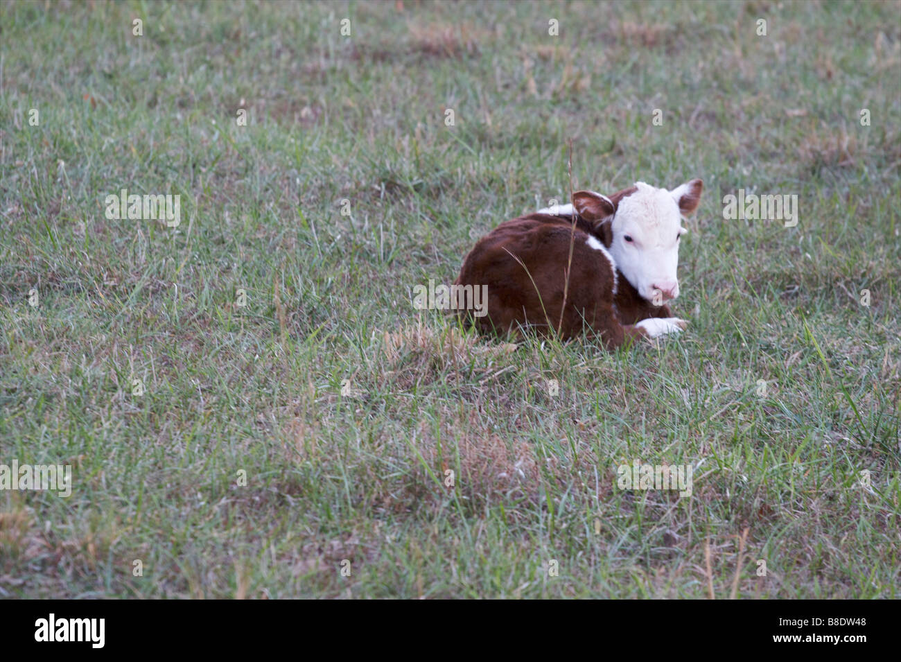 Baby brown cow polled Hereford laying down in a field Stock Photo - Alamy