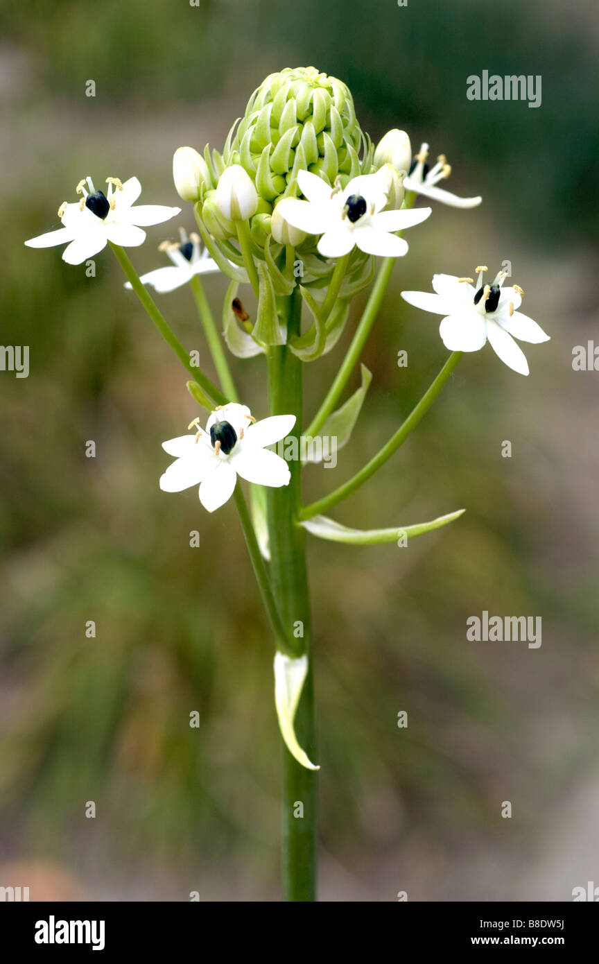 Giant Chincherinchee, Wonder-flower, Cape Chincherinchee, Hyacinthaceae ...