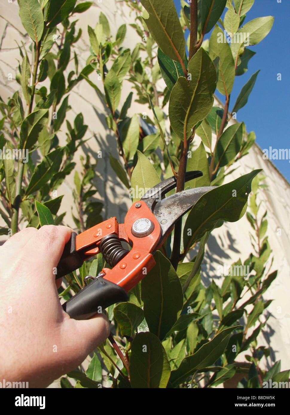 Pruning a laurel Laurus nobilis Stock Photo - Alamy