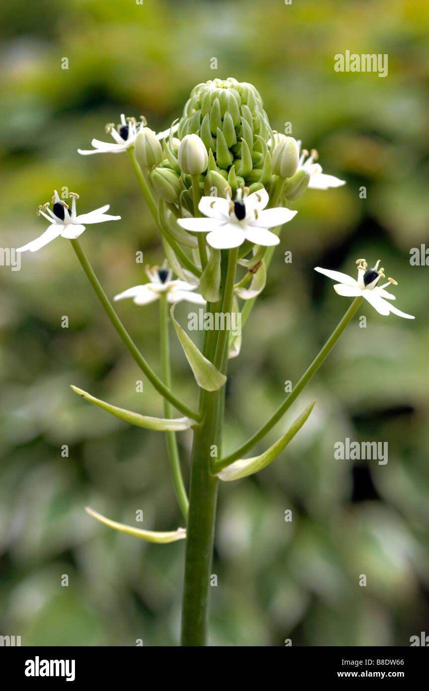 Giant Chincherinchee, Wonder-flower, Cape Chincherinchee, Hyacinthaceae ...