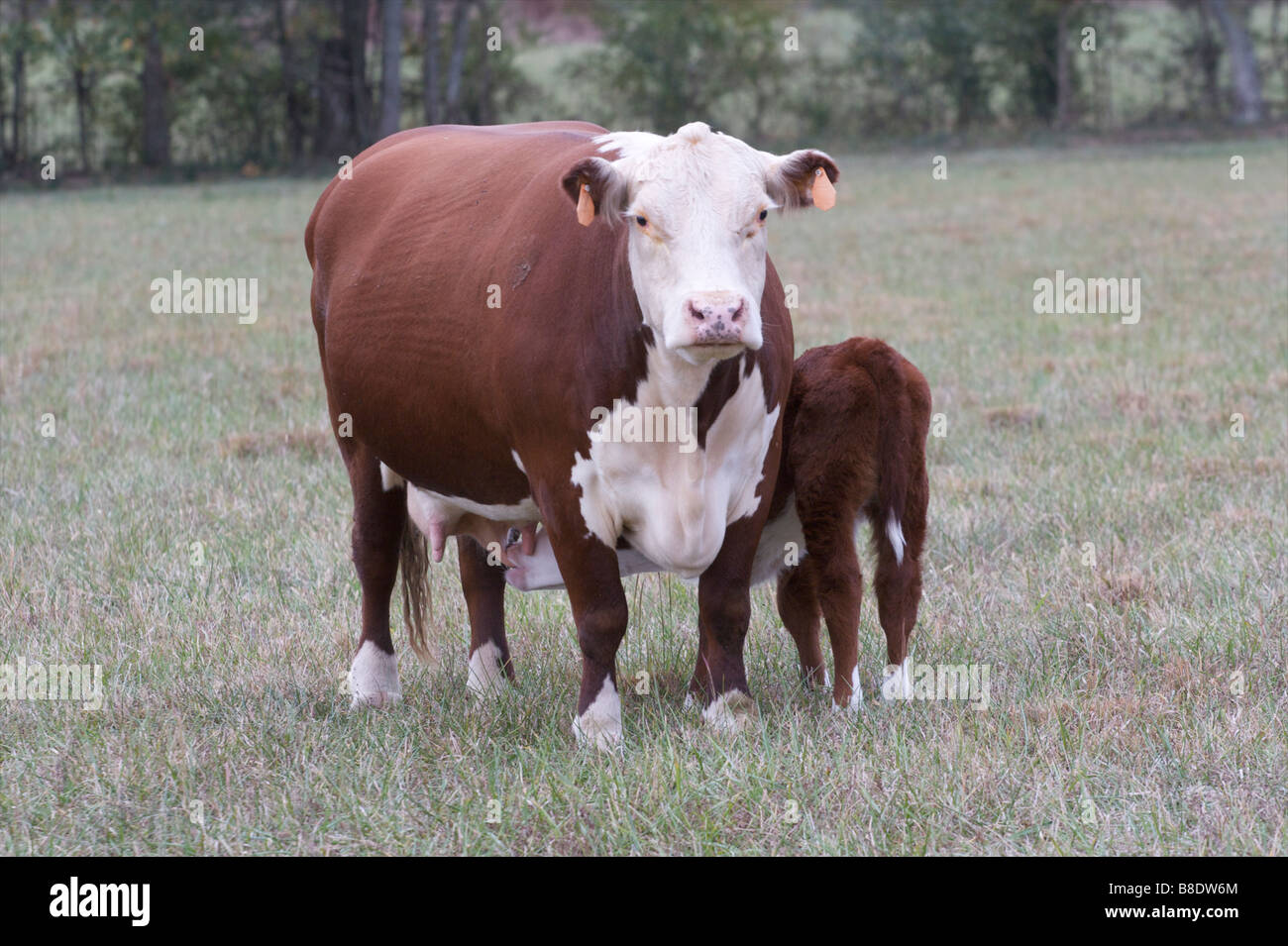 Polled hereford cattle hi-res stock photography and images - Alamy