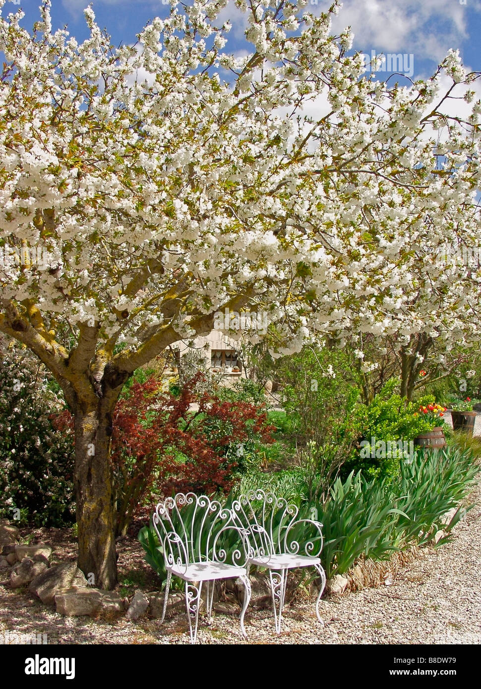 Cherry tree in spring Prunus avium Stock Photo - Alamy