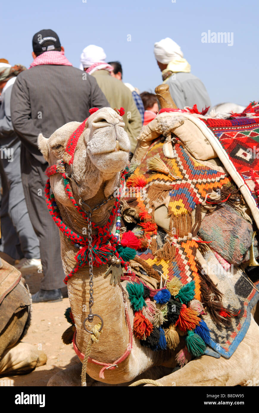 Camel scenes hi-res stock photography and images - Alamy