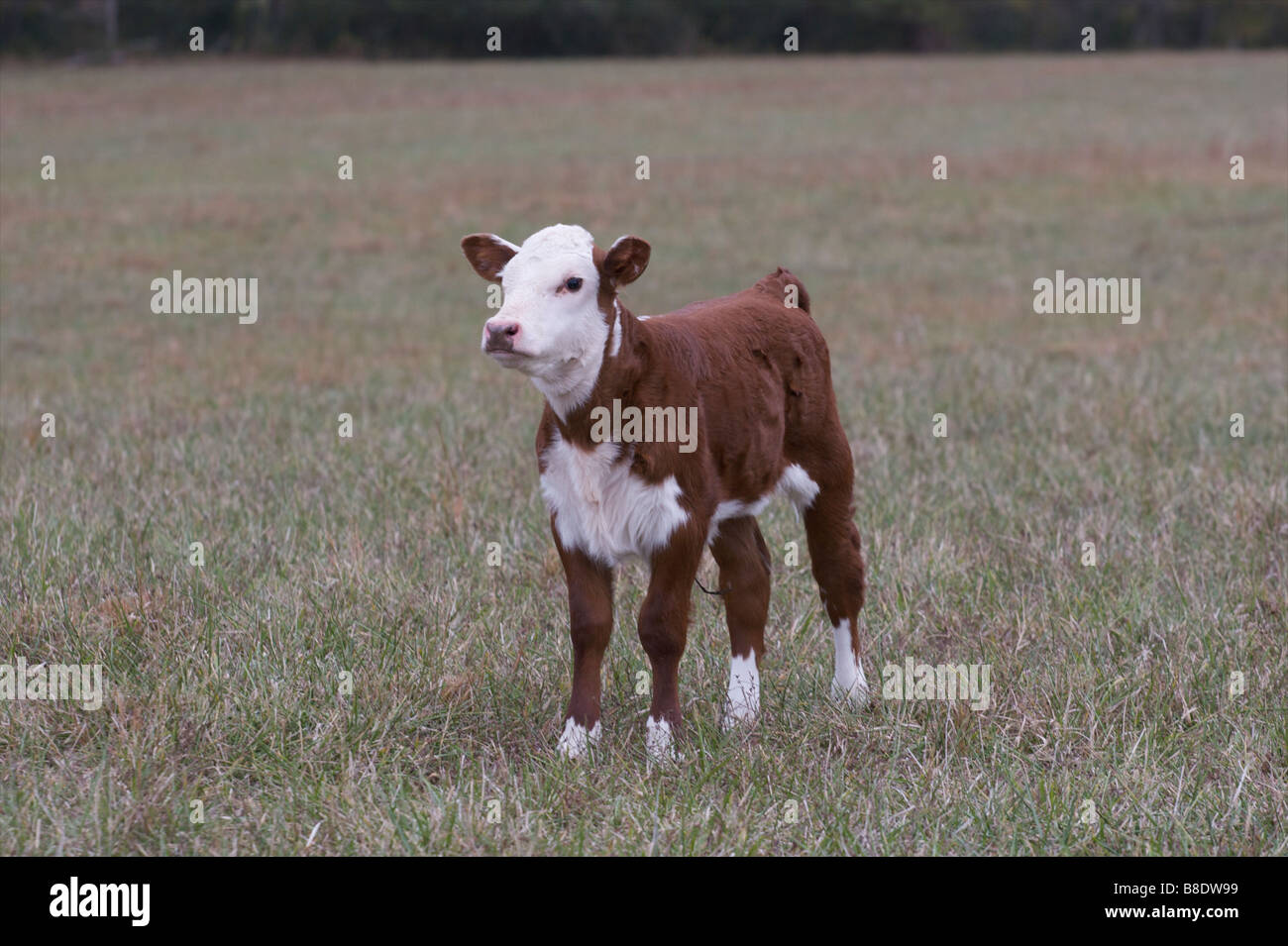 Polled hereford cattle hi-res stock photography and images - Alamy