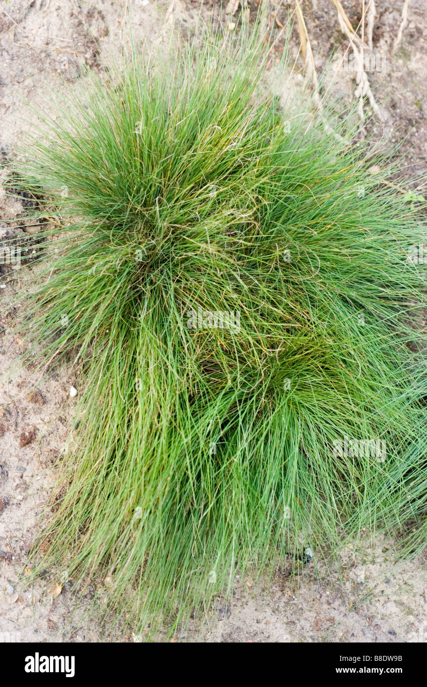 Festuca hi-res stock photography and images - Alamy