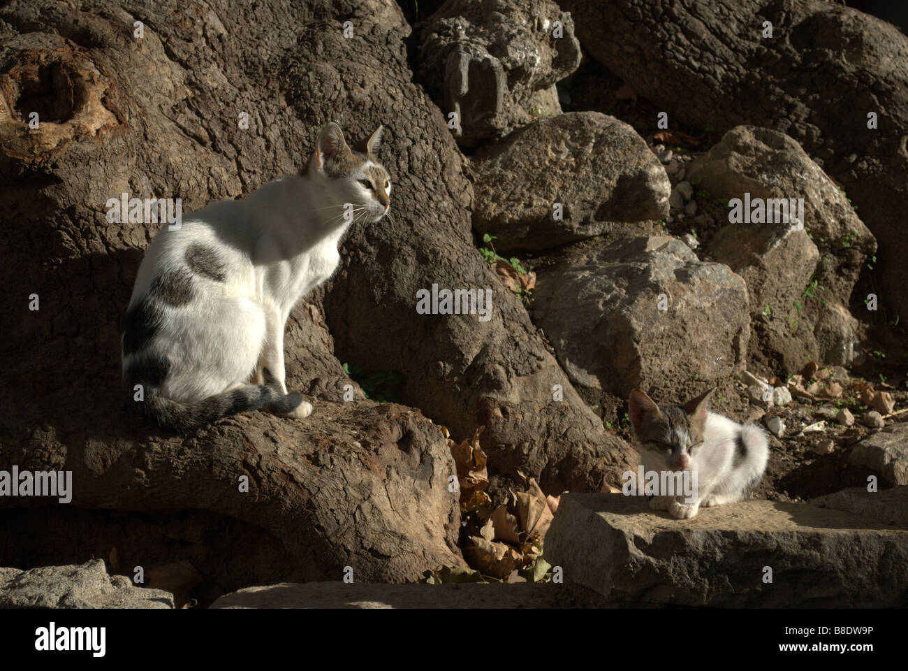 Cat sitting with puppy on the roots of a tree Stock Photo - Alamy
