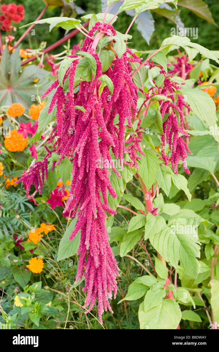 Red purple Love lies bleeding Tassel flower Amaranthaceae Amaranthus ...