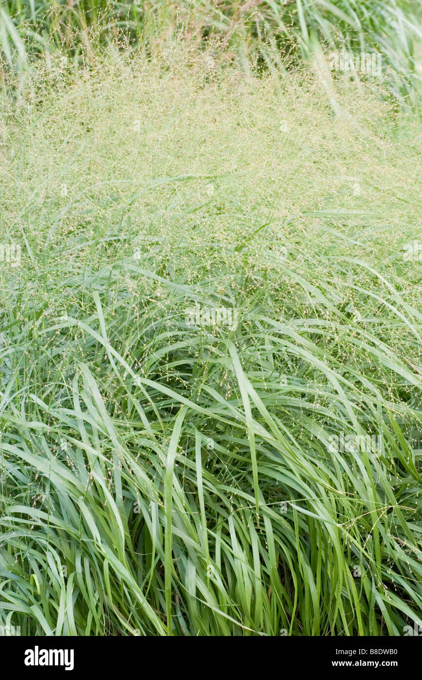 Switchgrass hi-res stock photography and images - Alamy