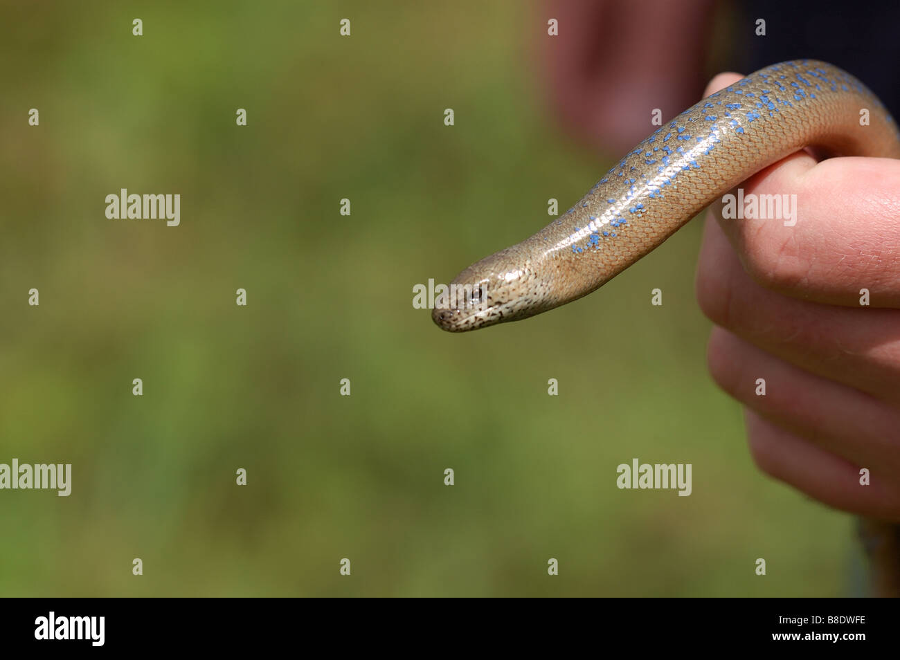 Slow worm in the hand Stock Photo - Alamy