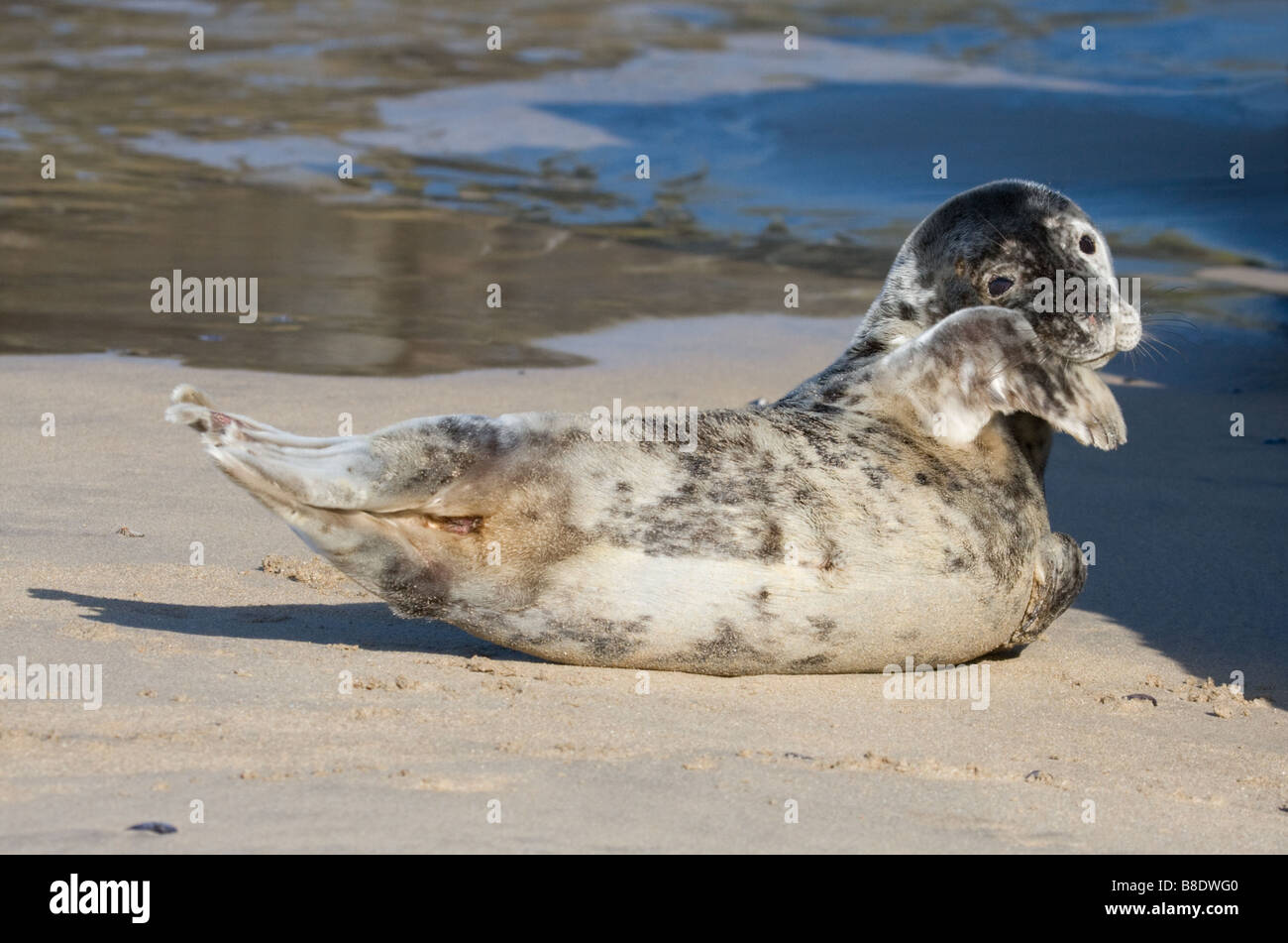 Female Grey Seal sunning itself on the beach at Godrevy, Cornwall Stock ...