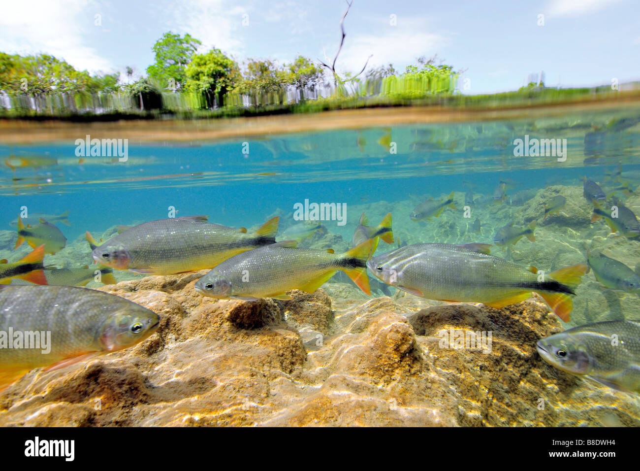 Characin or piraputangas, Brycon hilarii, Balneario Municipal, Bonito ...