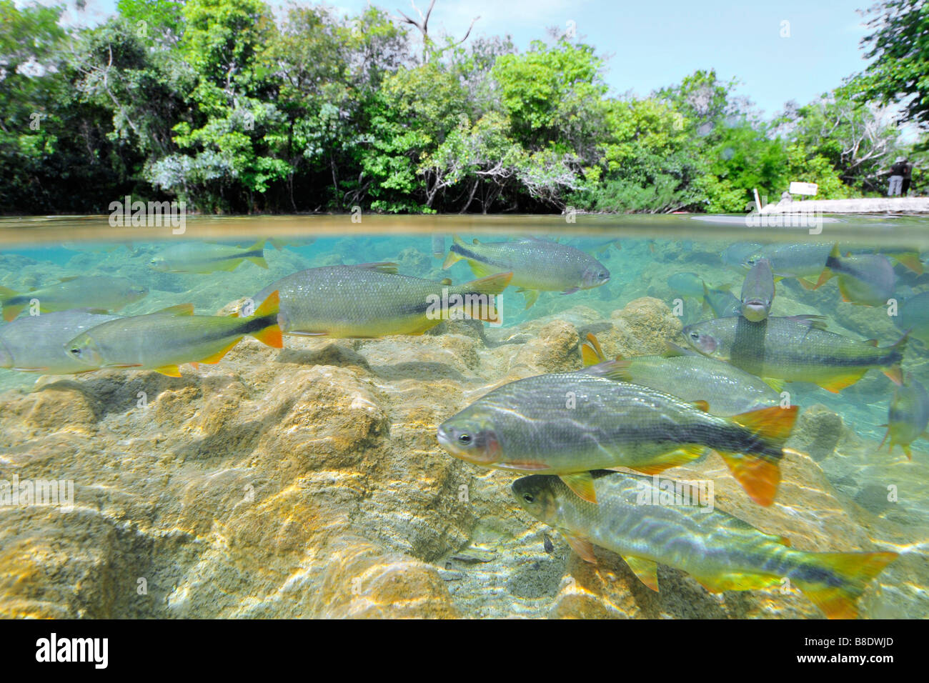 Piraputangas, Brycon microlepis, swim at Balneario Municipal, Bonito ...