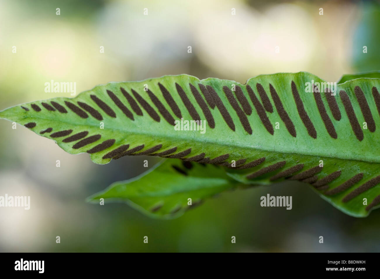 Hart's-tongue fern , Aspleniaceae, Phyllitis scolopendrium, Asplenium ...