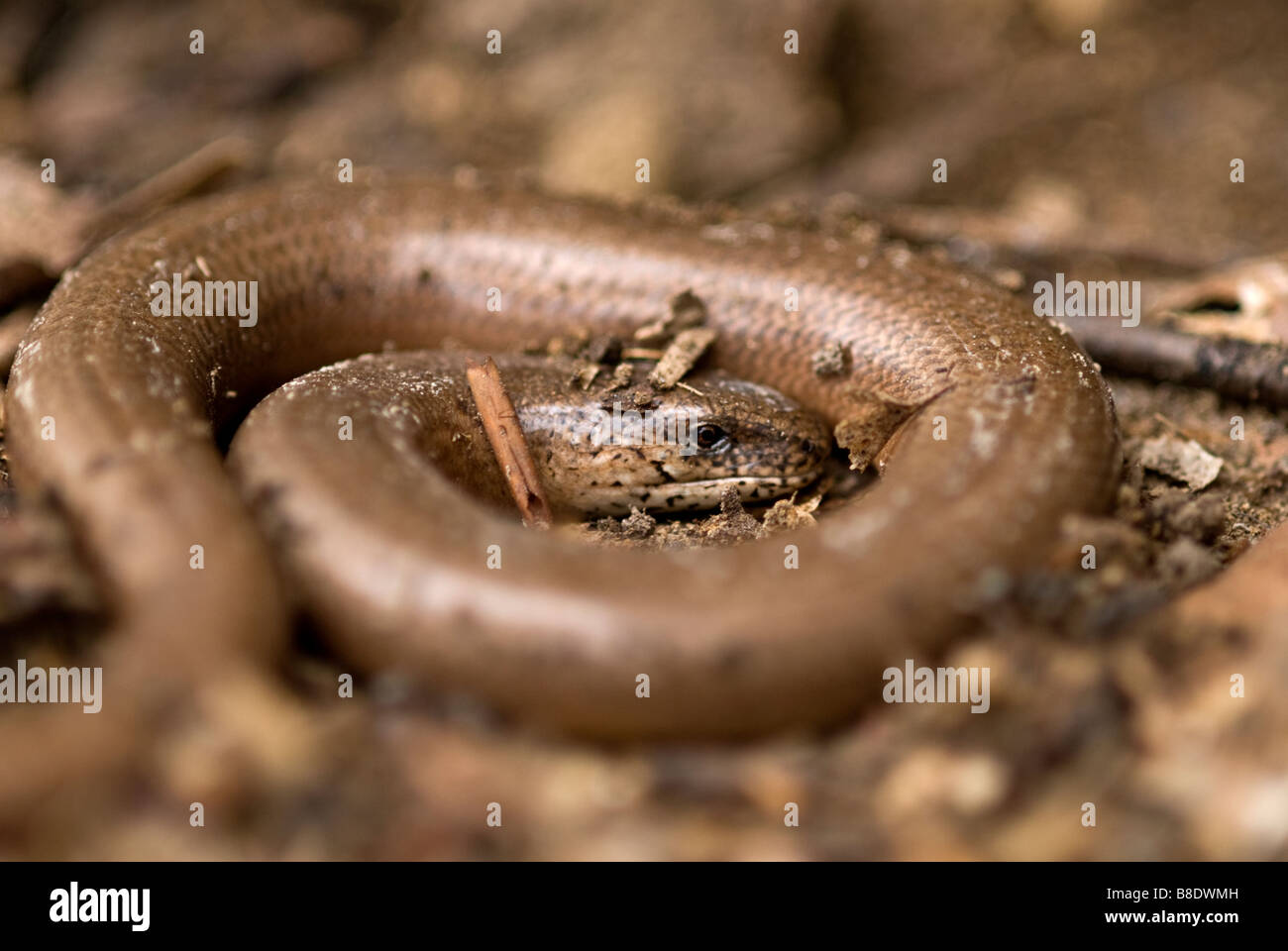 Slow worms hi-res stock photography and images - Alamy
