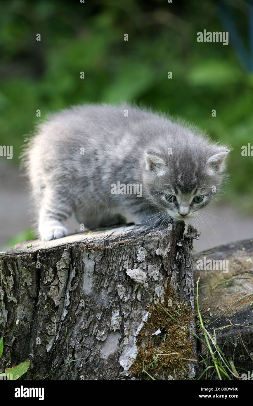 A kitten on a stub Stock Photo - Alamy