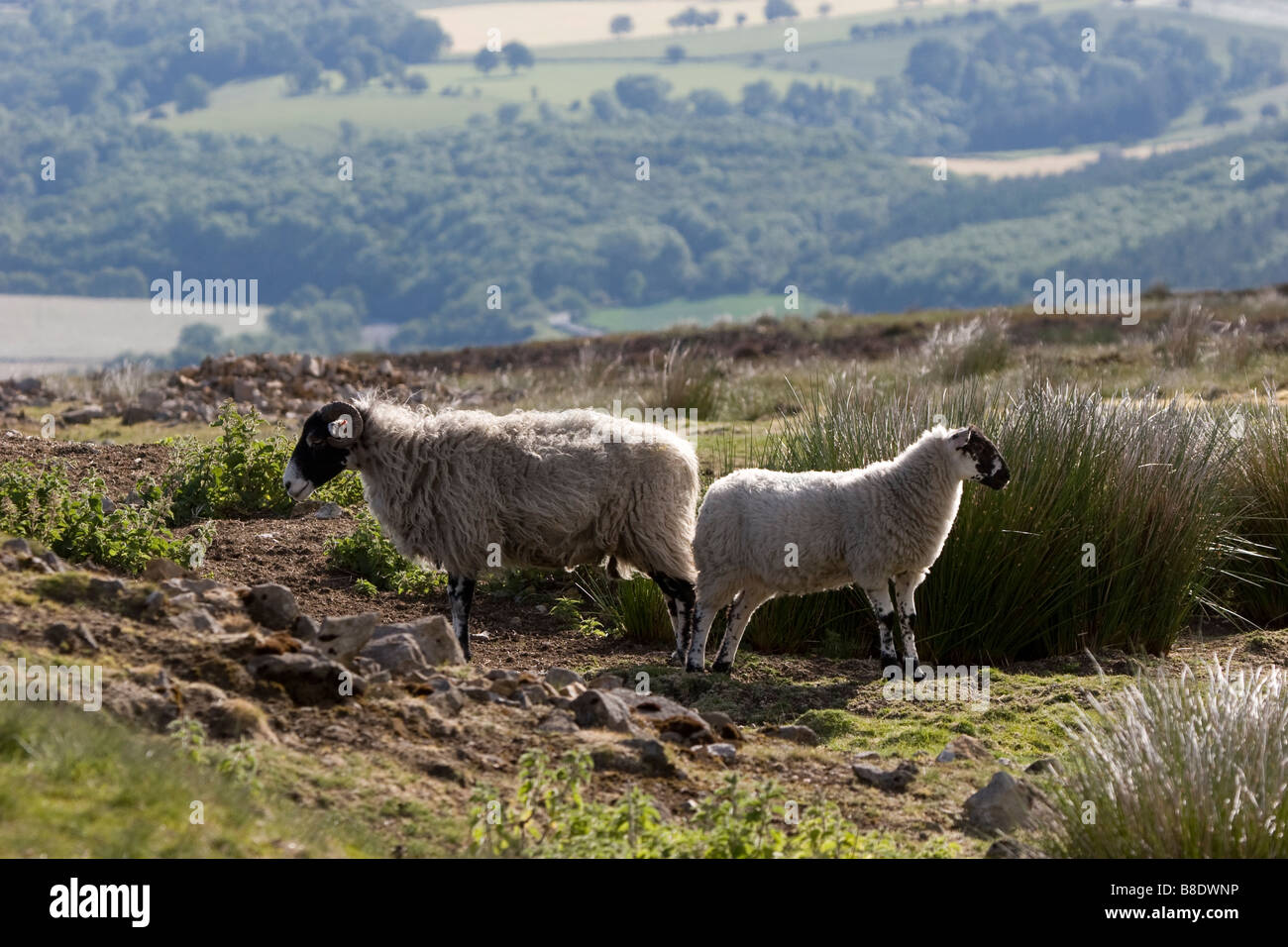 Sheep on moors hi-res stock photography and images - Alamy