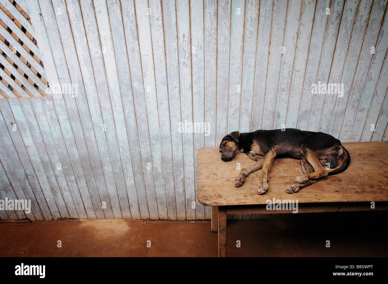 A malnourished dog in Quistacocha, Peru Stock Photo - Alamy