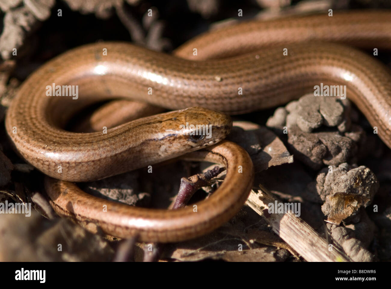 Slow worms hi-res stock photography and images - Alamy
