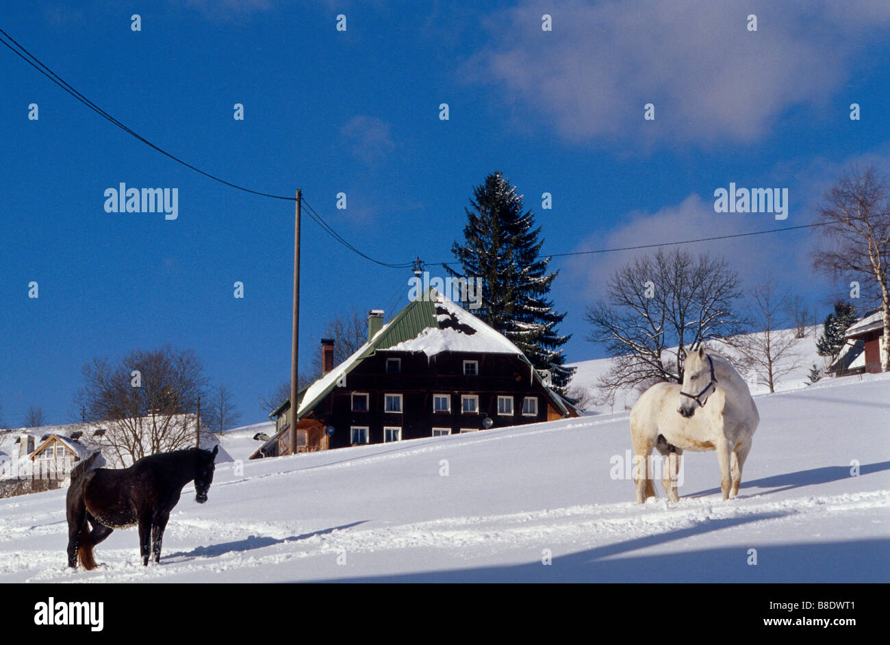 Romantic Farm House in the Snow with Horses Stock Photo - Alamy