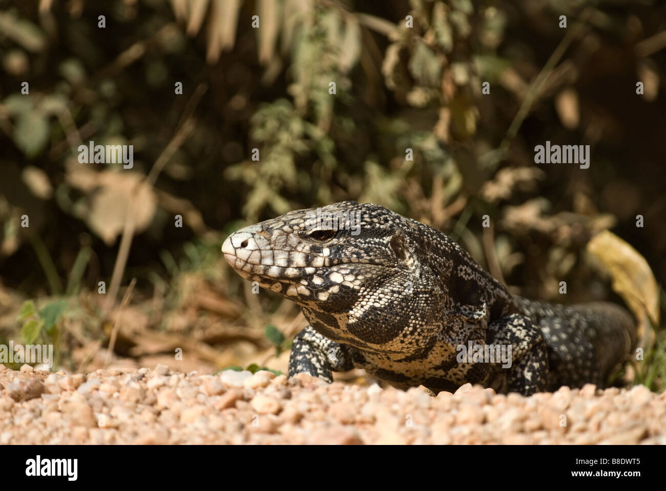 Tupinambis teguixin hi-res stock photography and images - Alamy