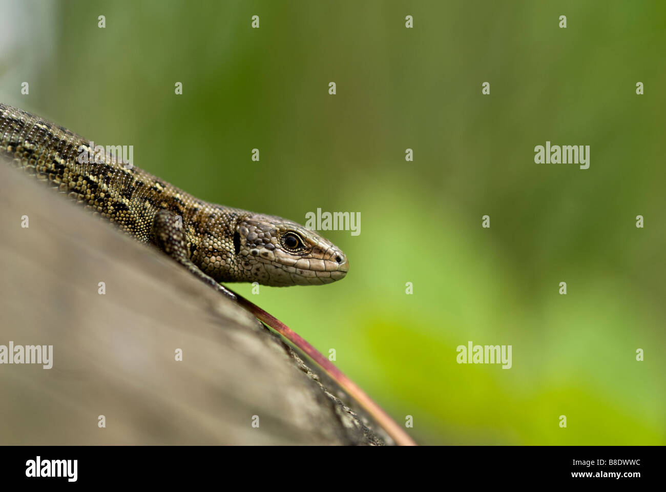 Common Lizard Lacerta vivipara Stock Photo - Alamy