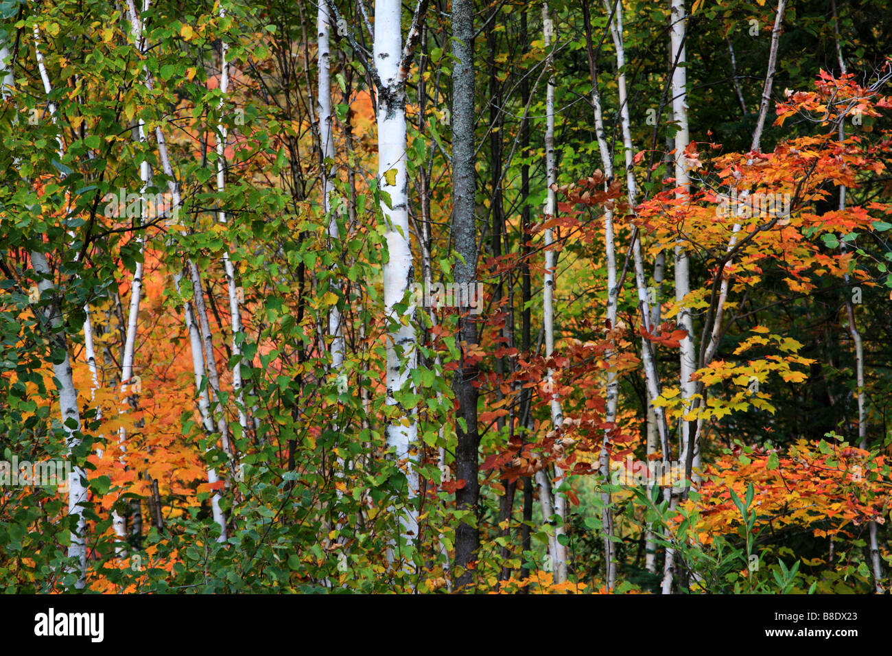Haliburton forest hi-res stock photography and images - Alamy
