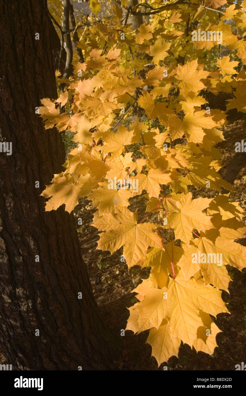 Yellow acer foliage hi-res stock photography and images - Alamy