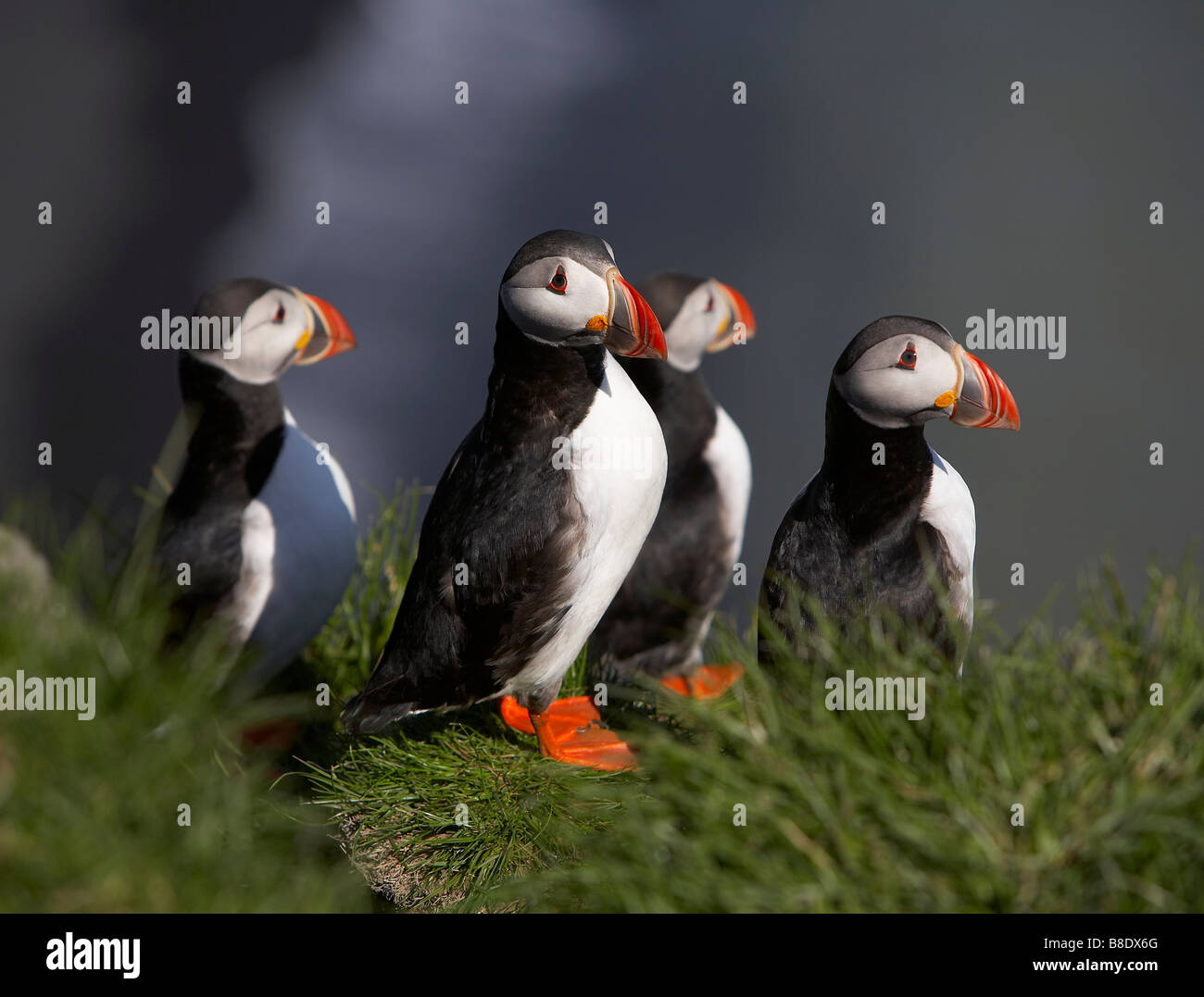 Full body puffin hi-res stock photography and images - Alamy
