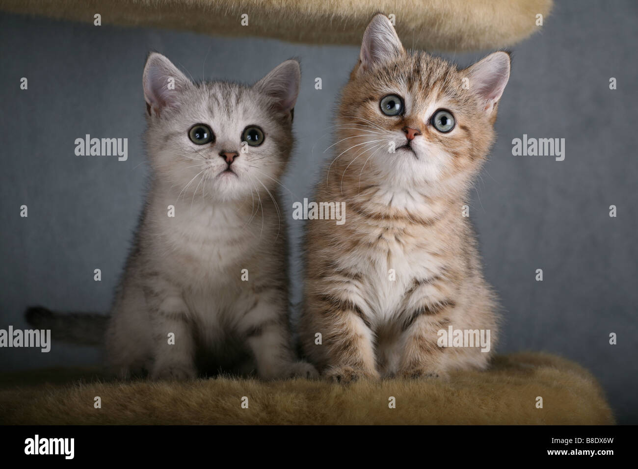 Two British Shorthair kittens Stock Photo - Alamy