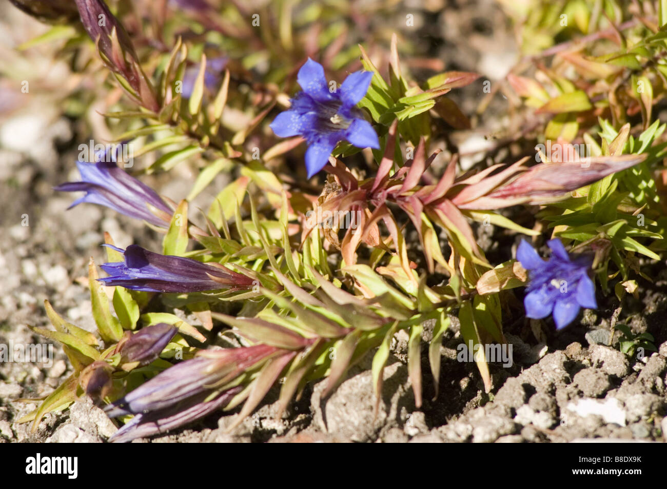 Gentianaceae hi-res stock photography and images - Alamy