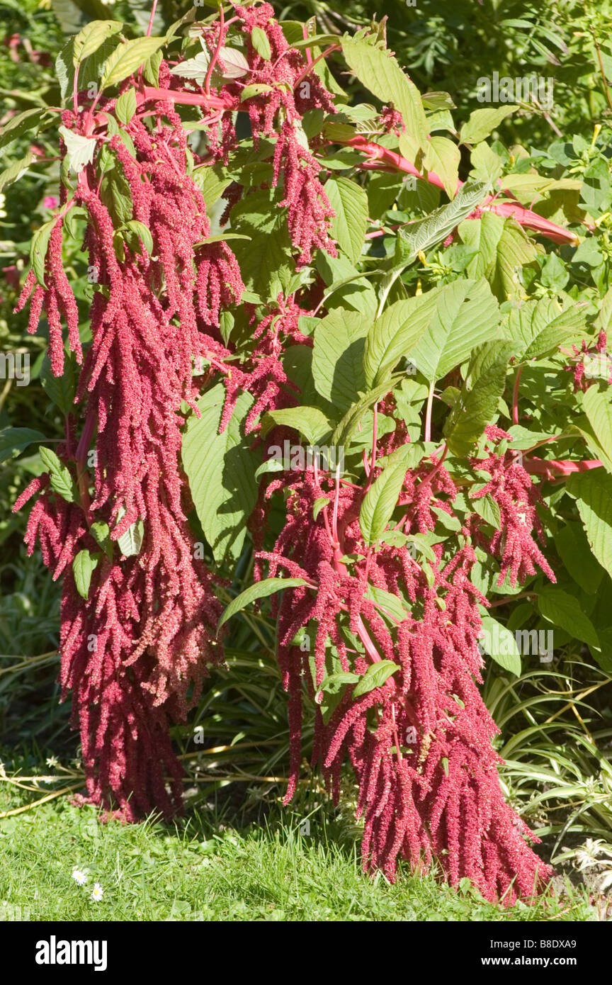 Love lies bleeding bleeding hi-res stock photography and images - Alamy