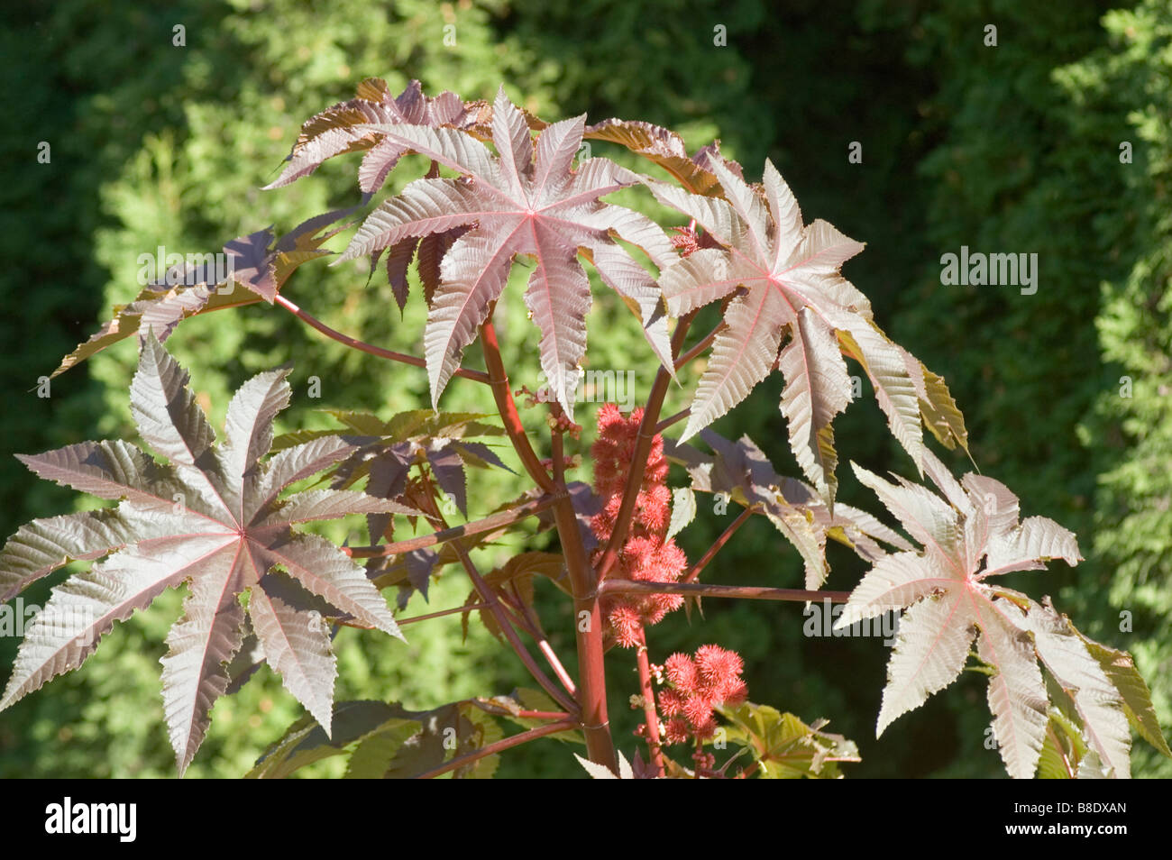 Castor oil plant hi-res stock photography and images - Alamy