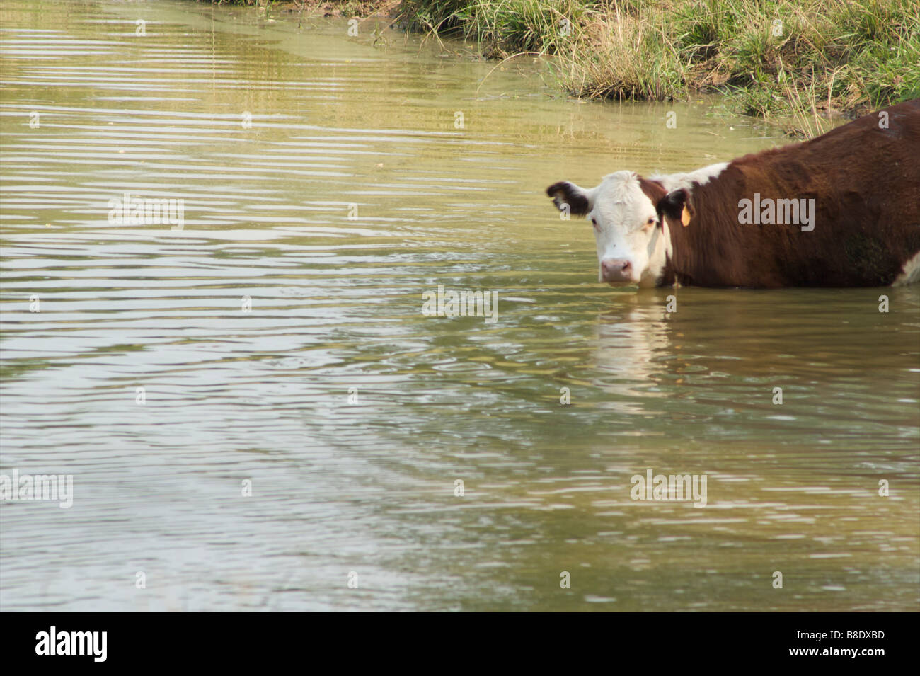 brown cow in pond on farm Stock Photo - Alamy