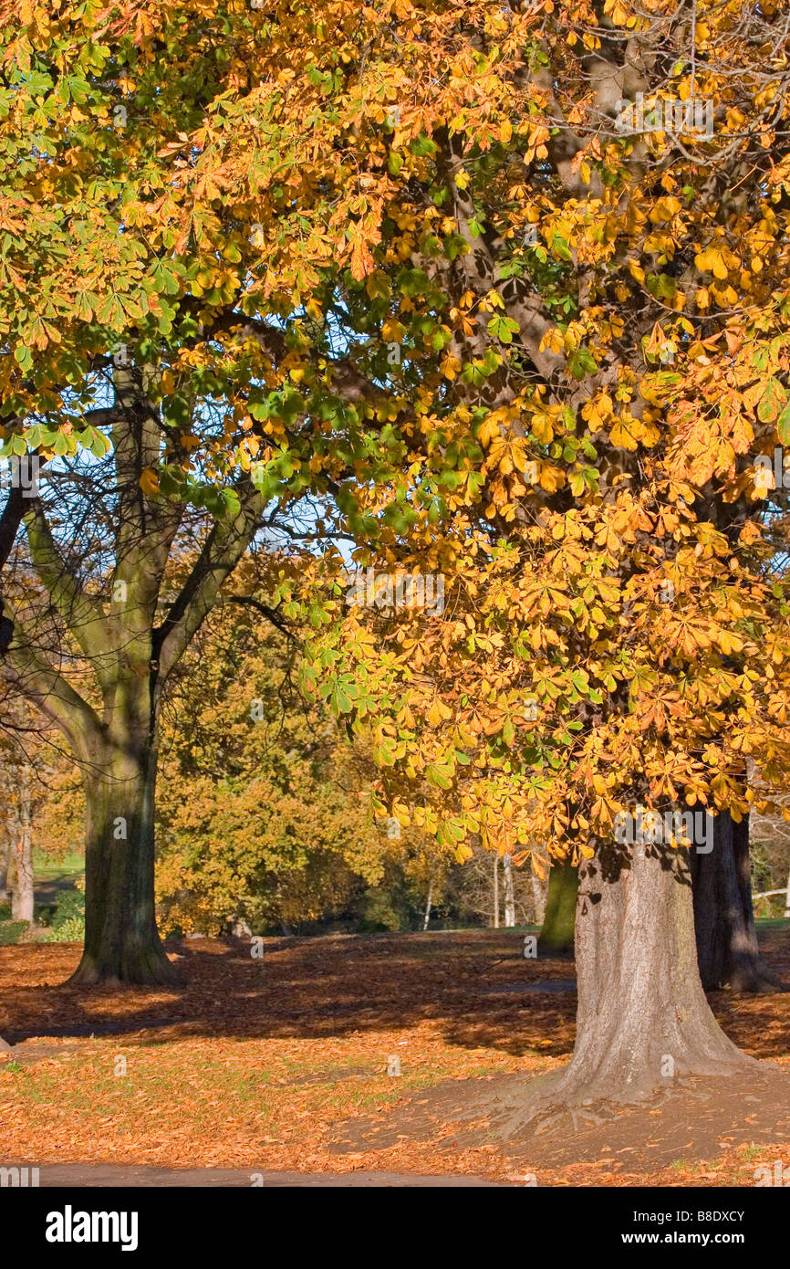 Trees in Autumn Stock Photo - Alamy