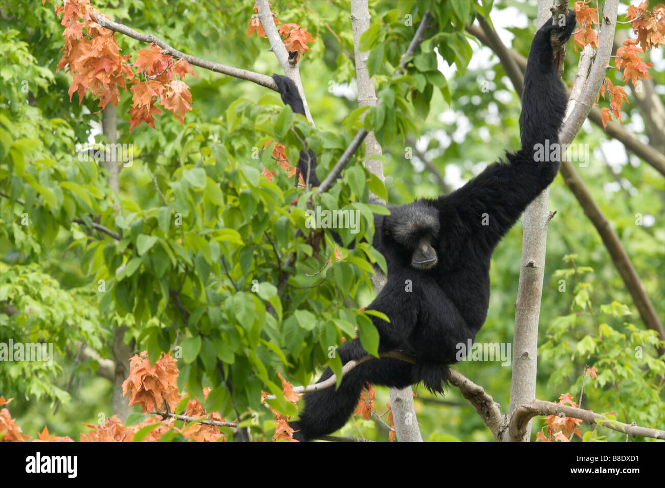Siamang Hylobates syndactylus in tree Stock Photo - Alamy