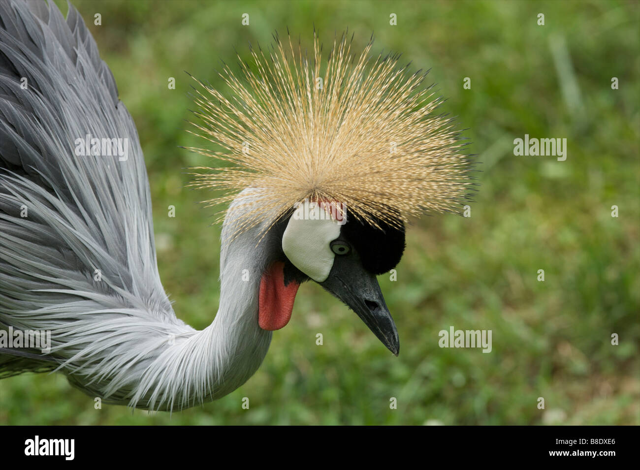 African Crowned Crane Stock Photo - Alamy