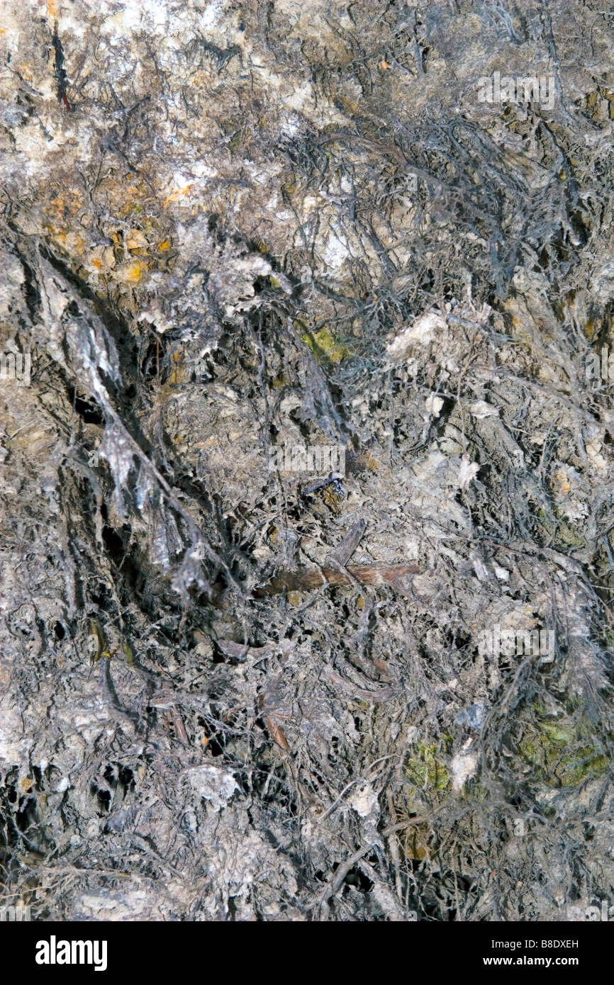 Fallen tree underground roots closeup Stock Photo - Alamy