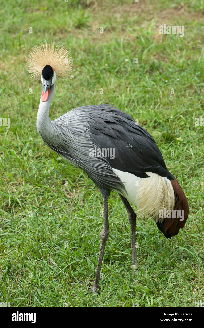 African Crowned Crane Stock Photo - Alamy